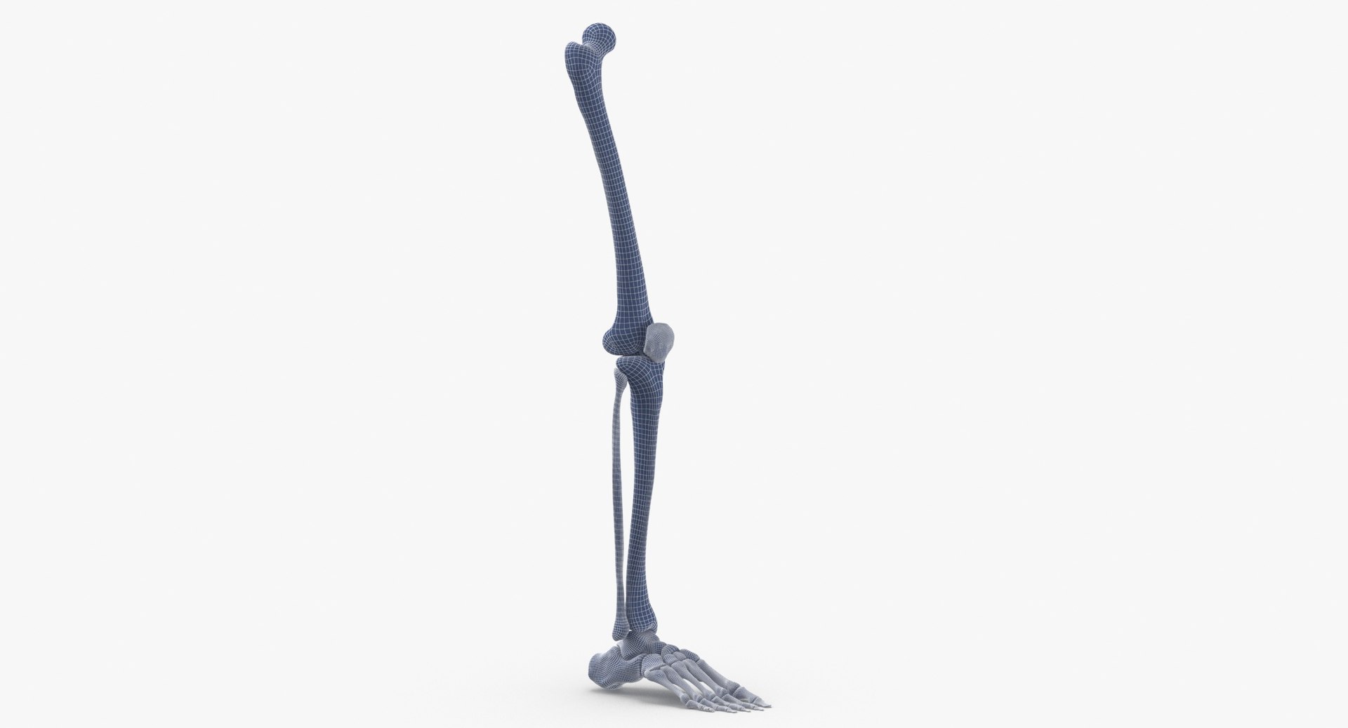 3D model human leg bones anatomy - TurboSquid 1555191