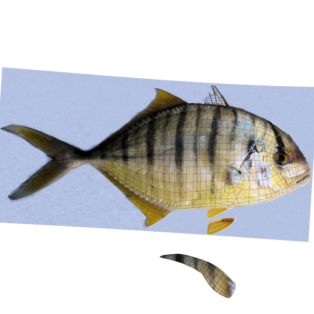 3d Model Of Golden Trevally