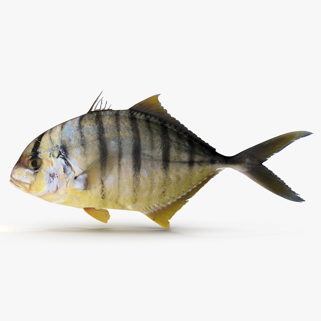 3d Model Of Golden Trevally