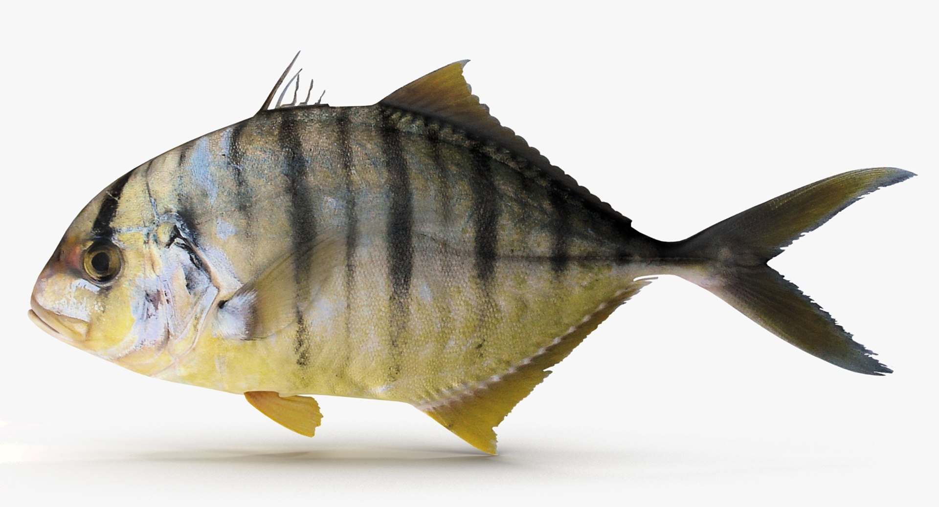 3d Model Of Golden Trevally