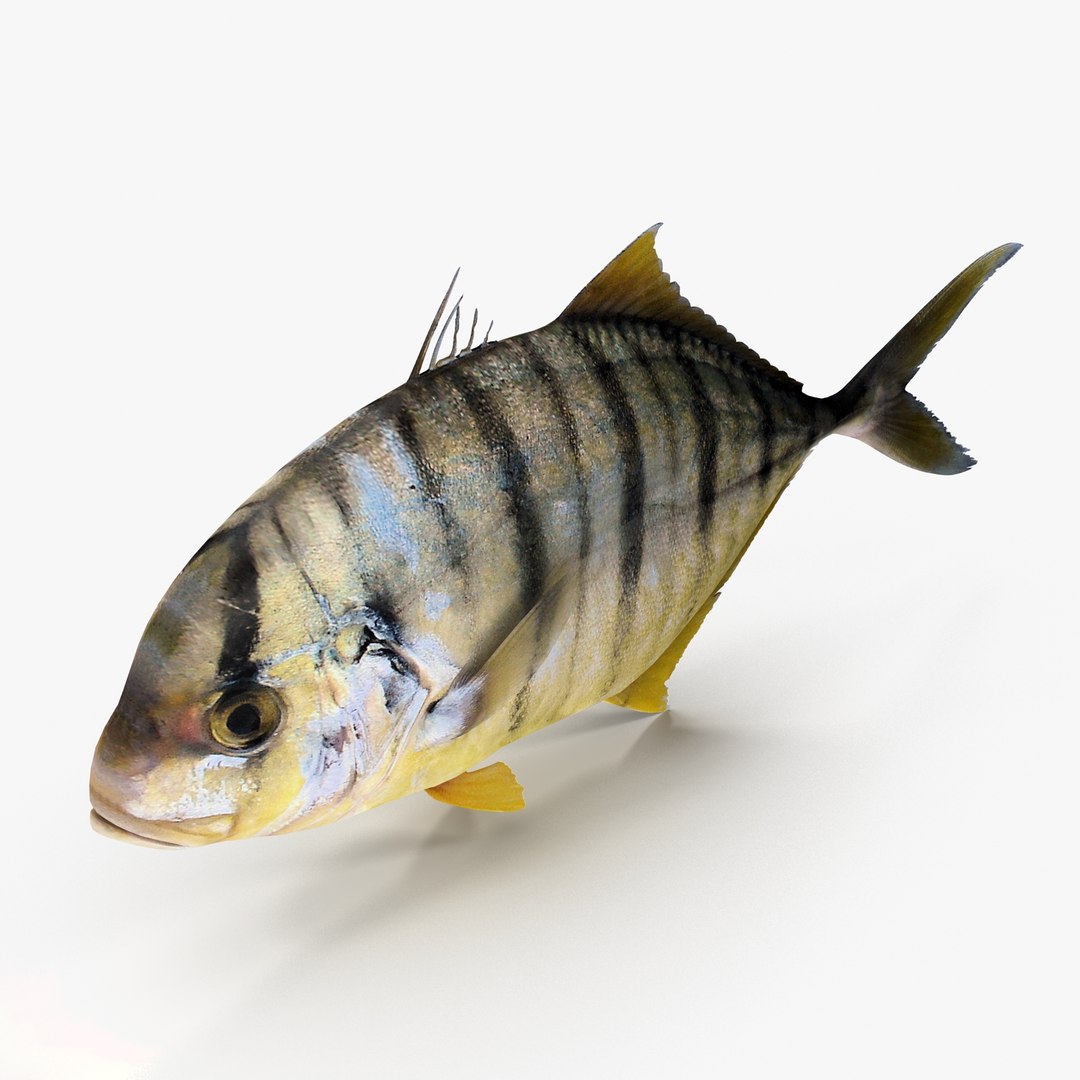 3d Model Of Golden Trevally