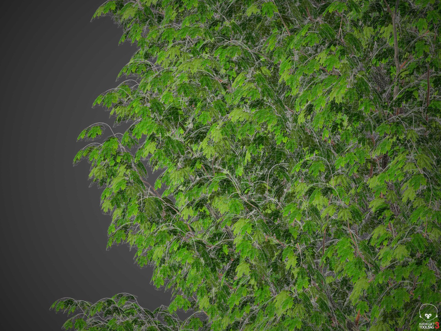 3D Xfrog Plants Sugar Maple - Acer Saccharum - TurboSquid 1719370