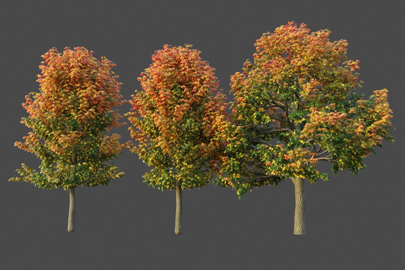 3D Xfrog Plants Sugar Maple - Acer Saccharum - TurboSquid 1719370
