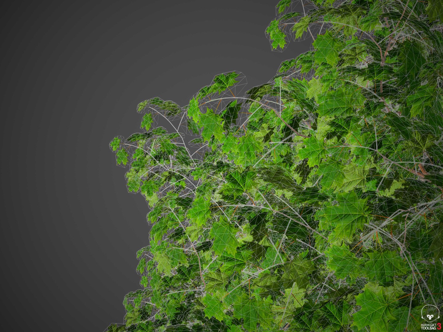 3D Xfrog Plants Sugar Maple - Acer Saccharum - TurboSquid 1719370