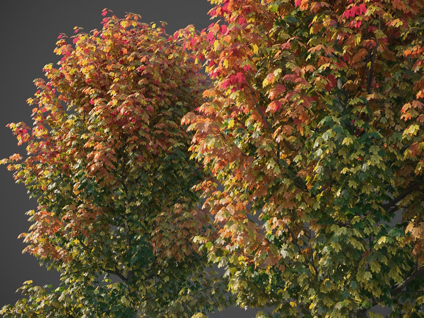 3D Xfrog Plants Sugar Maple - Acer Saccharum - TurboSquid 1719370