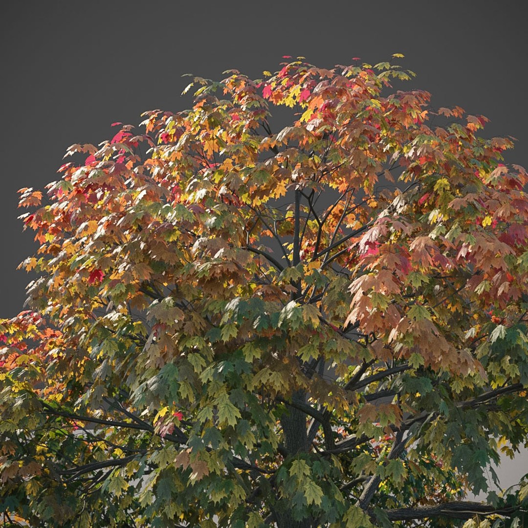 3D Xfrog Plants Sugar Maple - Acer Saccharum - TurboSquid 1719370