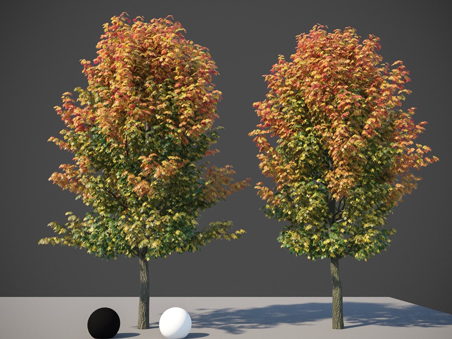 3D Xfrog Plants Sugar Maple - Acer Saccharum - TurboSquid 1719370