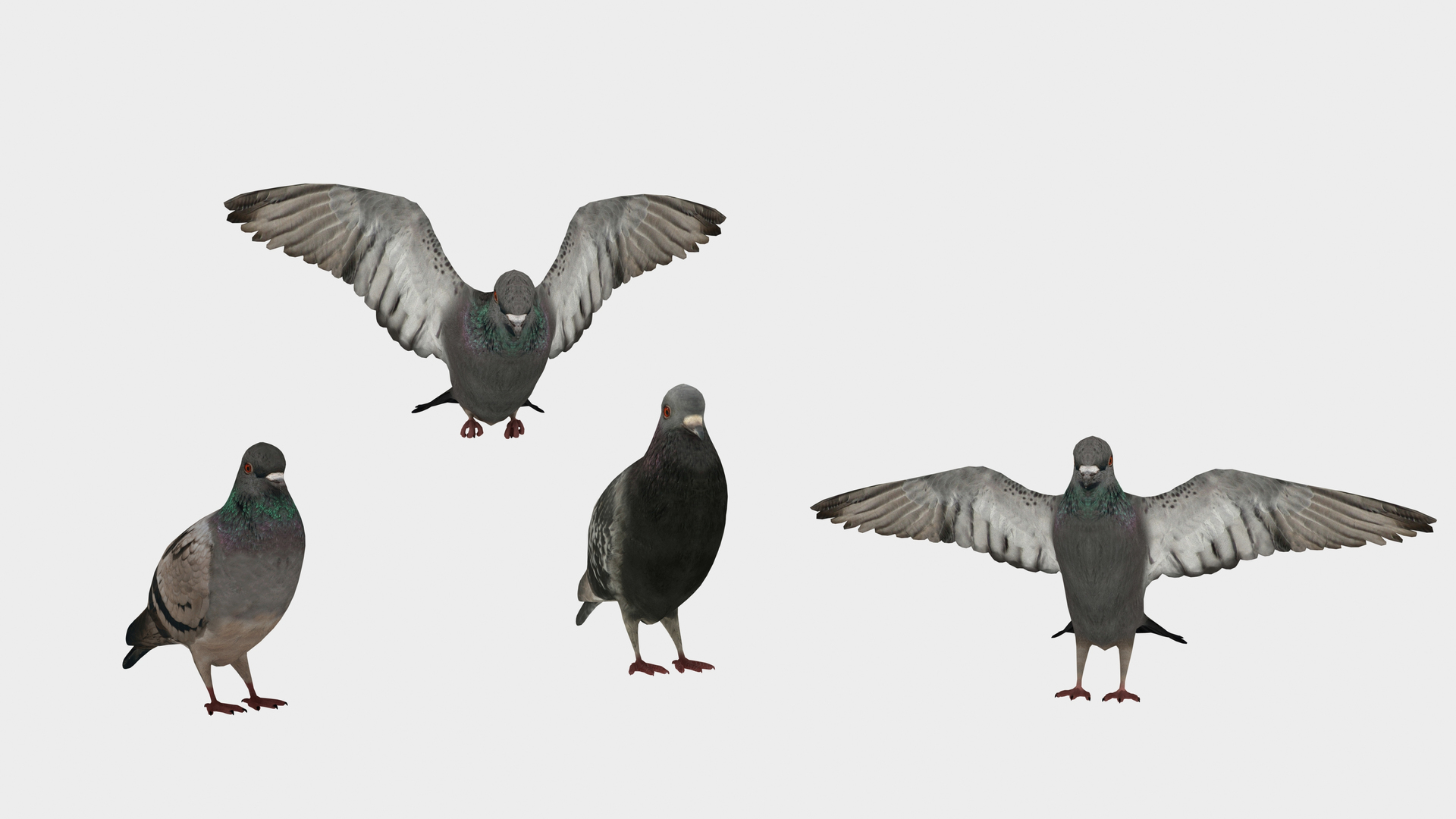 Pigeon 3D Model - TurboSquid 2089755