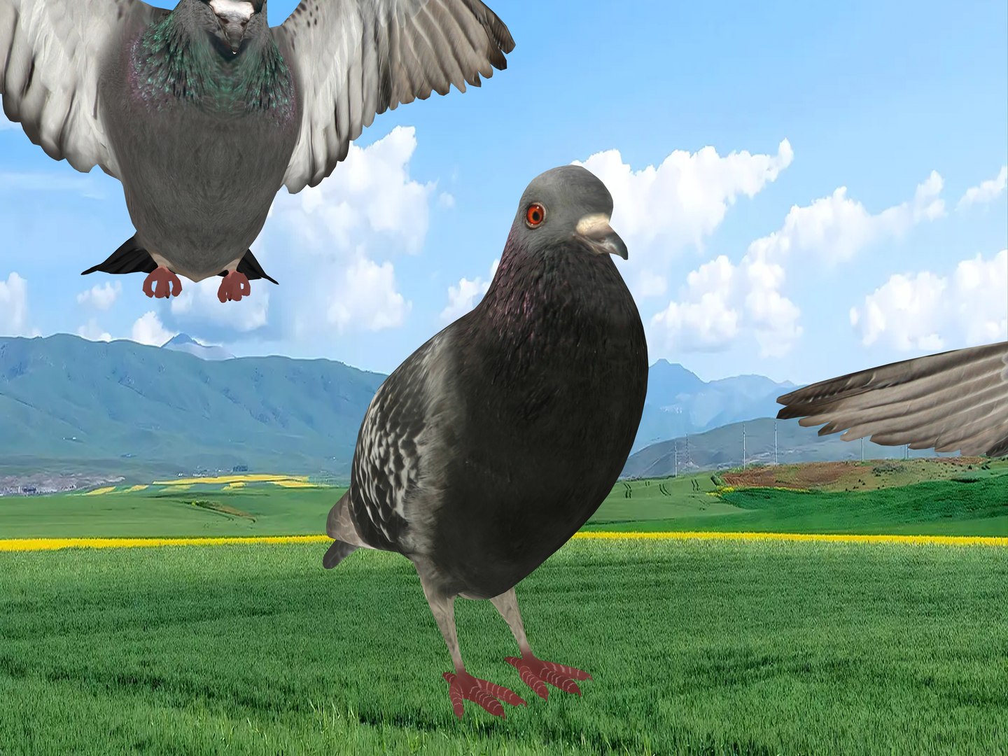 Pigeon 3D Model - TurboSquid 2089755
