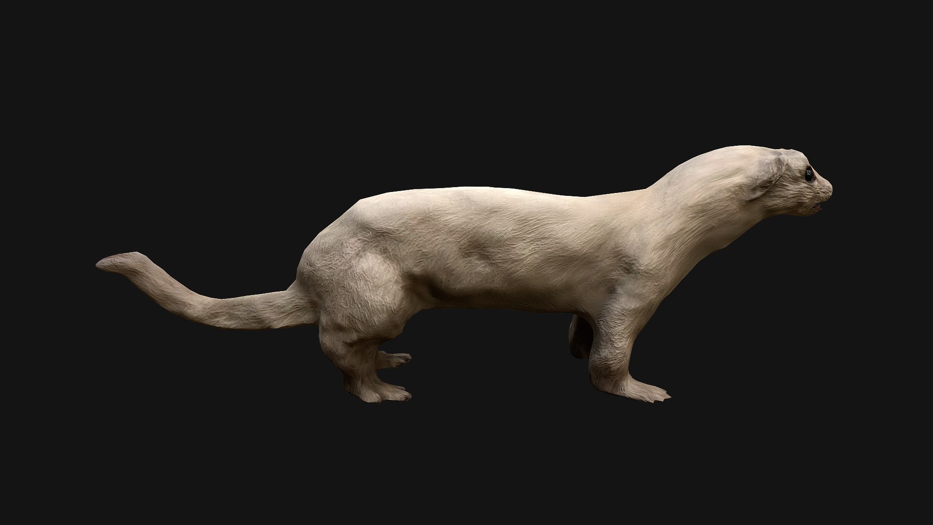 Weasel Ermine 3D Model - TurboSquid 2069753