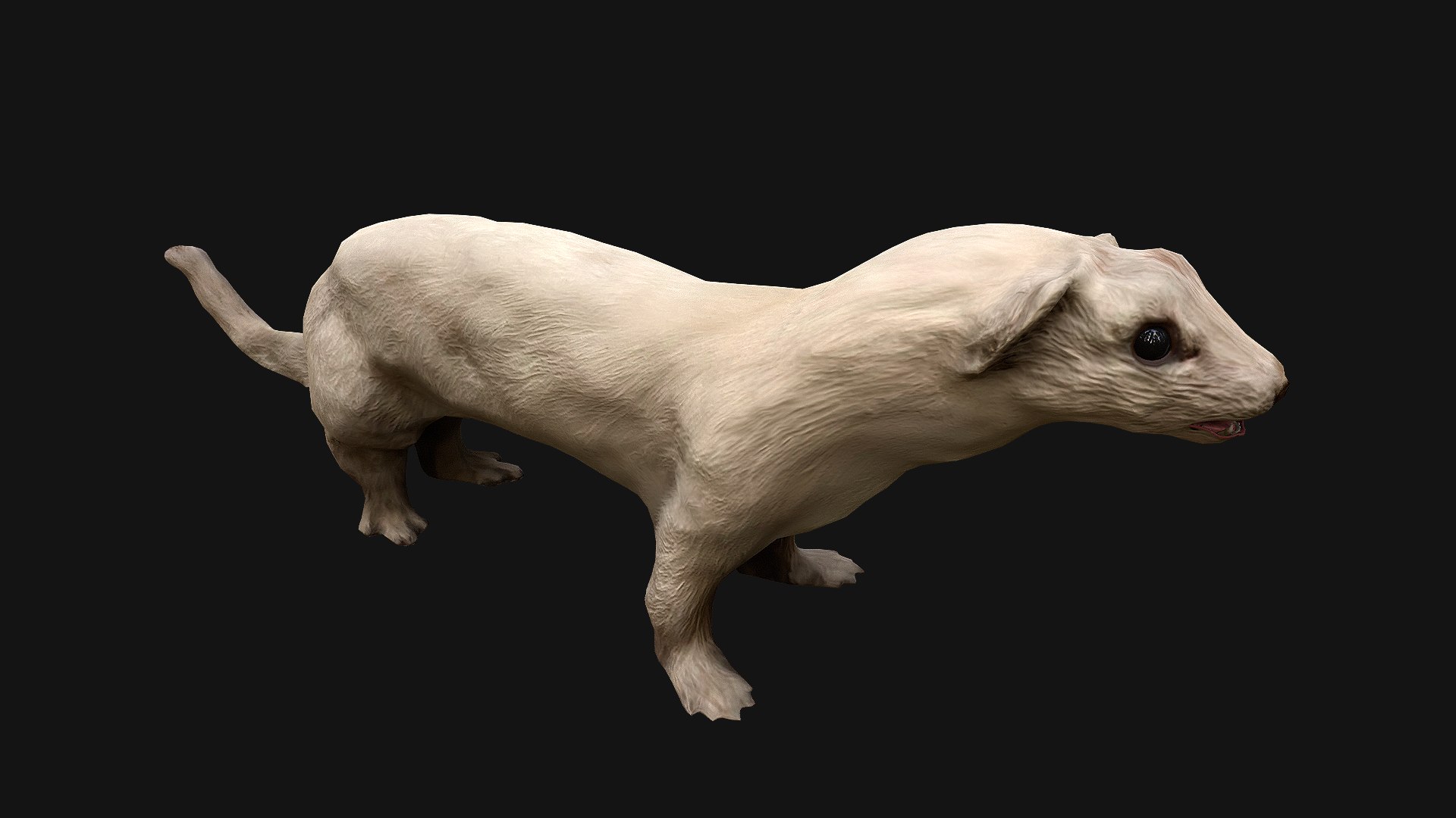 Weasel Ermine 3D Model - TurboSquid 2069753