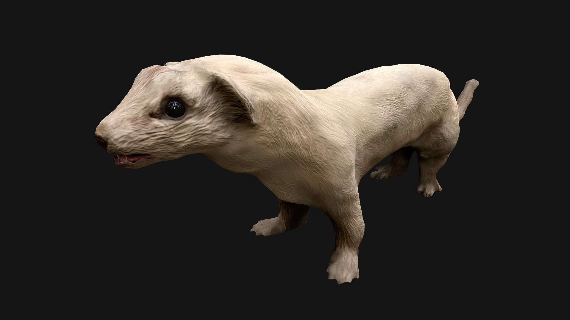 Weasel Ermine 3D Model - TurboSquid 2069753