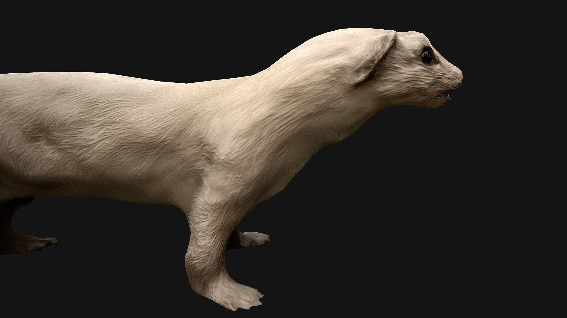 Weasel Ermine 3D Model - TurboSquid 2069753