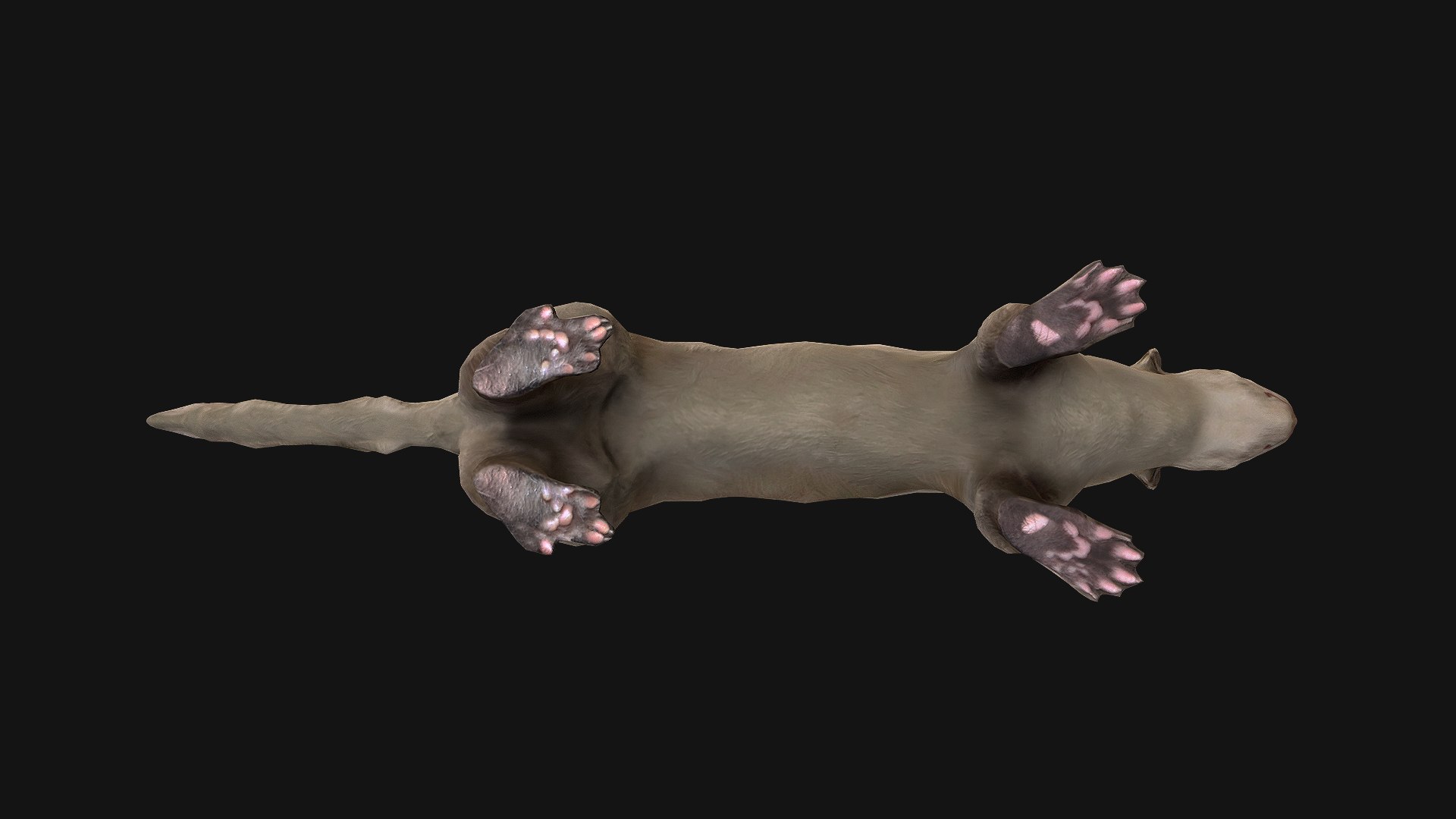 Weasel Ermine 3D Model - TurboSquid 2069753