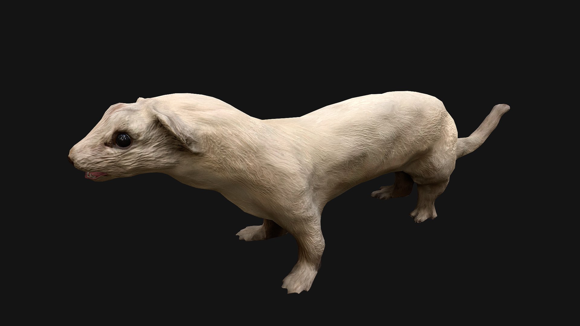 Weasel Ermine 3D Model - TurboSquid 2069753