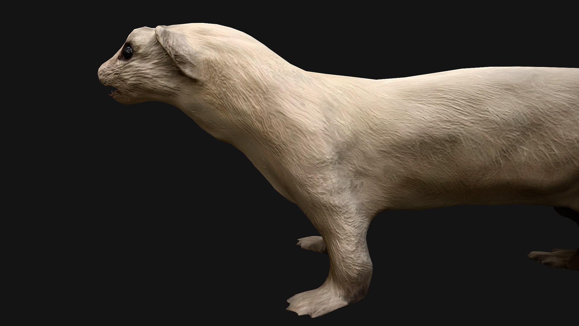 Weasel Ermine 3D Model - TurboSquid 2069753