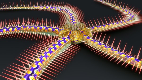 modelo 3d Ophiothrix - TurboSquid 796089