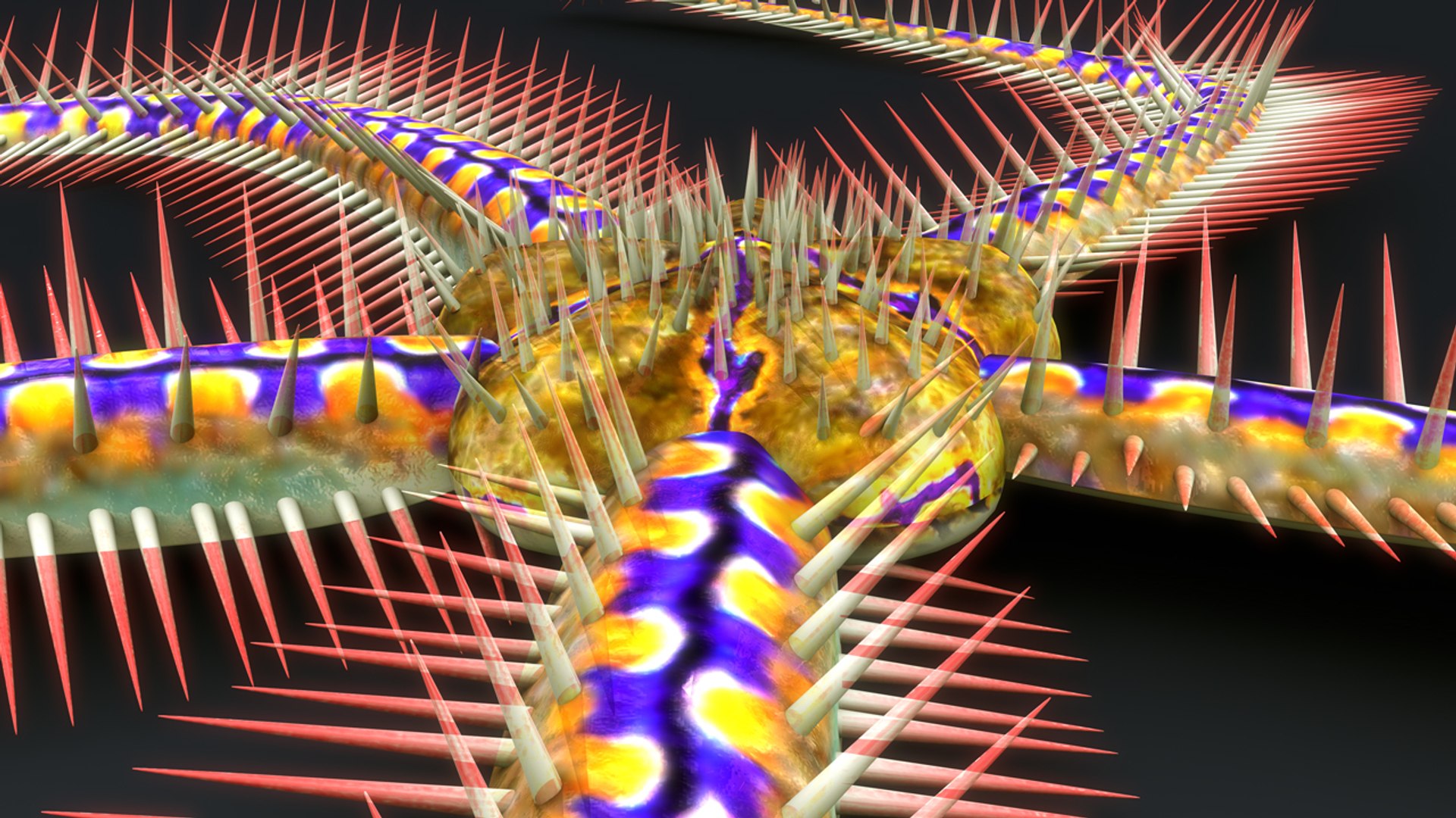 3d Model Ophiothrix Brittle Stars