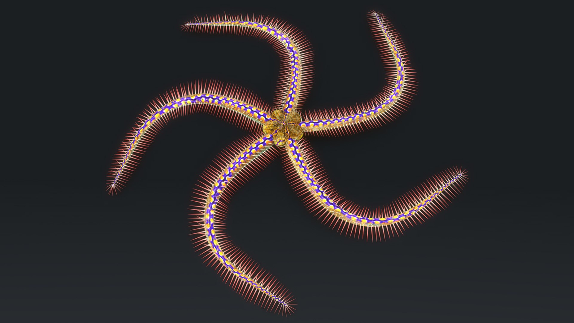3d Model Ophiothrix Brittle Stars