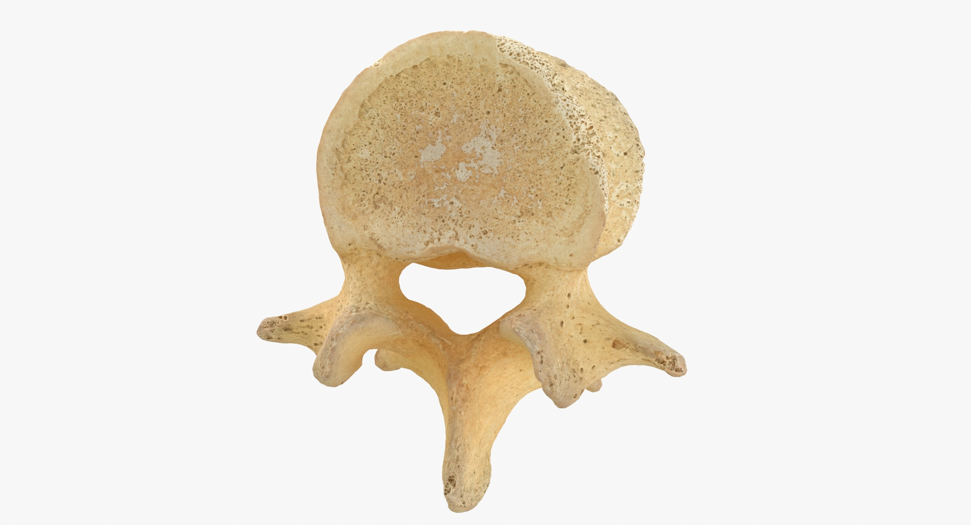 3D Lumbar Vertebrae L1 L5 Model - TurboSquid 1588653