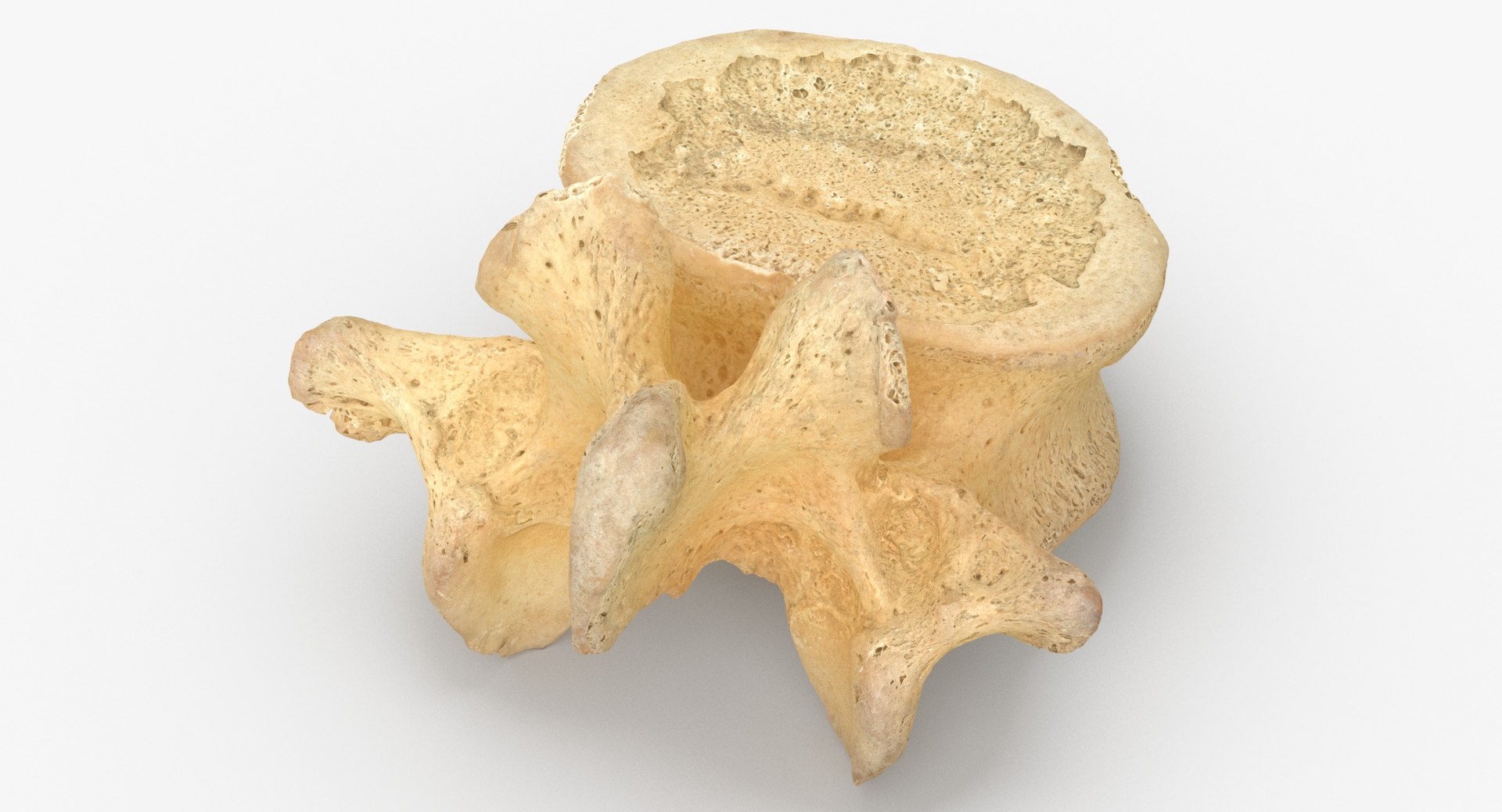3D Lumbar Vertebrae L1 L5 Model - TurboSquid 1588653
