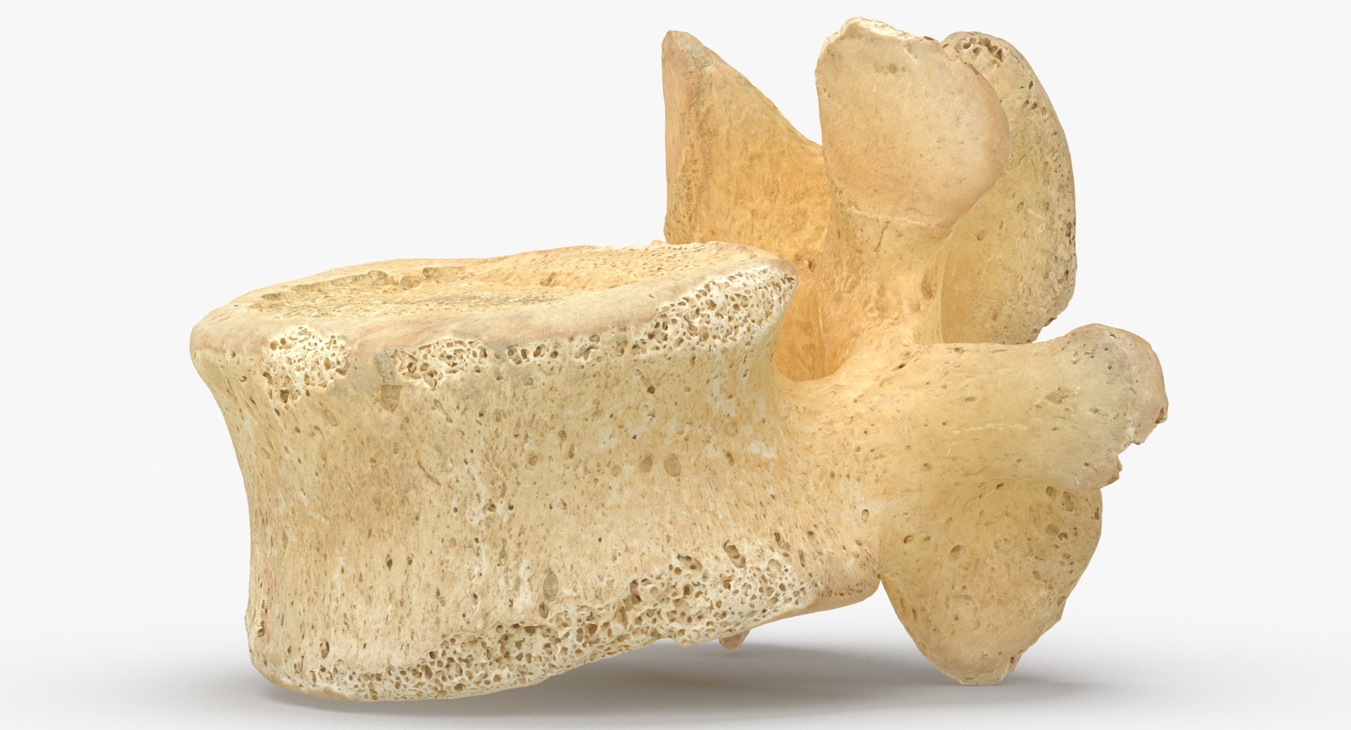 3D Lumbar Vertebrae L1 L5 Model - TurboSquid 1588653
