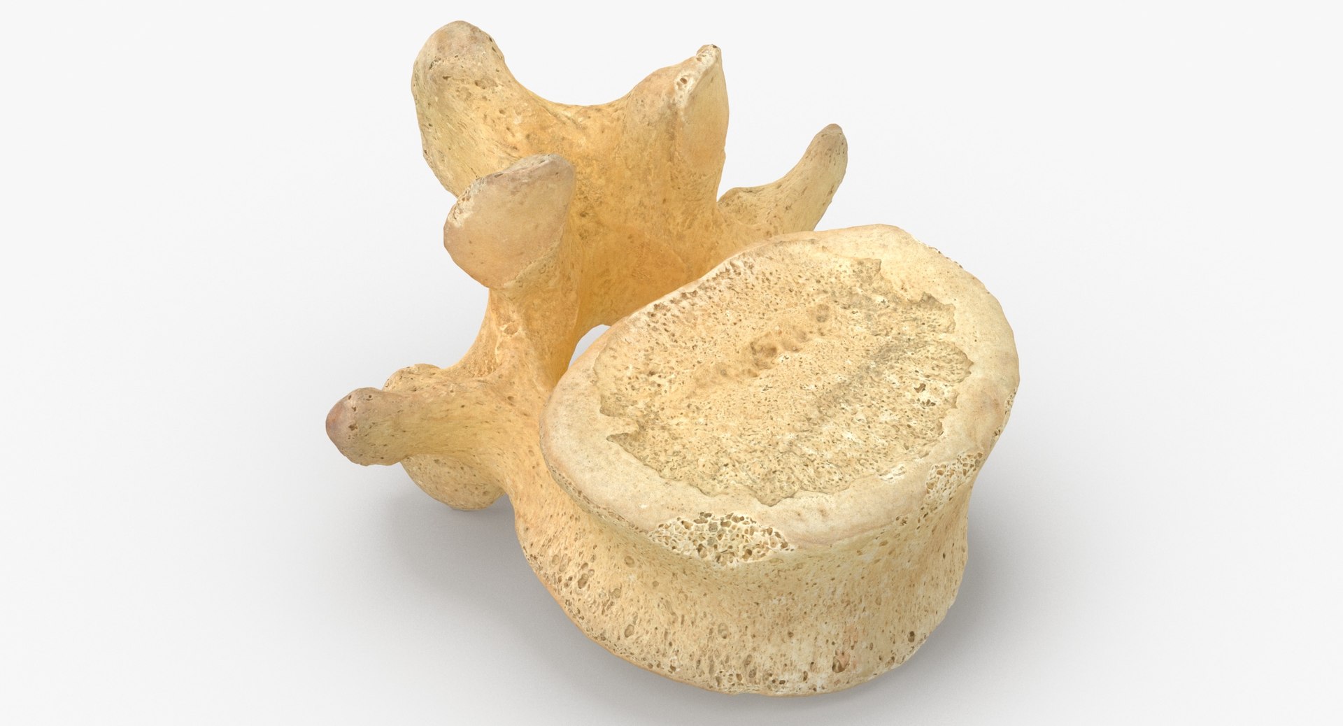 3D Lumbar Vertebrae L1 L5 Model - TurboSquid 1588653