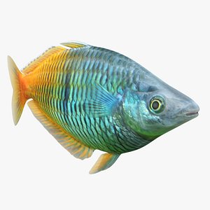 Fantail goldfish animation 3D - TurboSquid 1505085