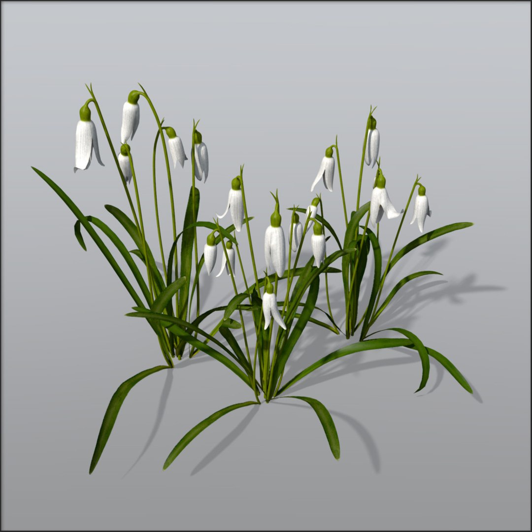 Snowdrop Winter Spring C4d