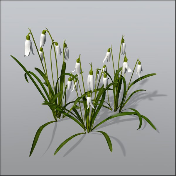 Snowdrop Flower 3D Models for Download | TurboSquid