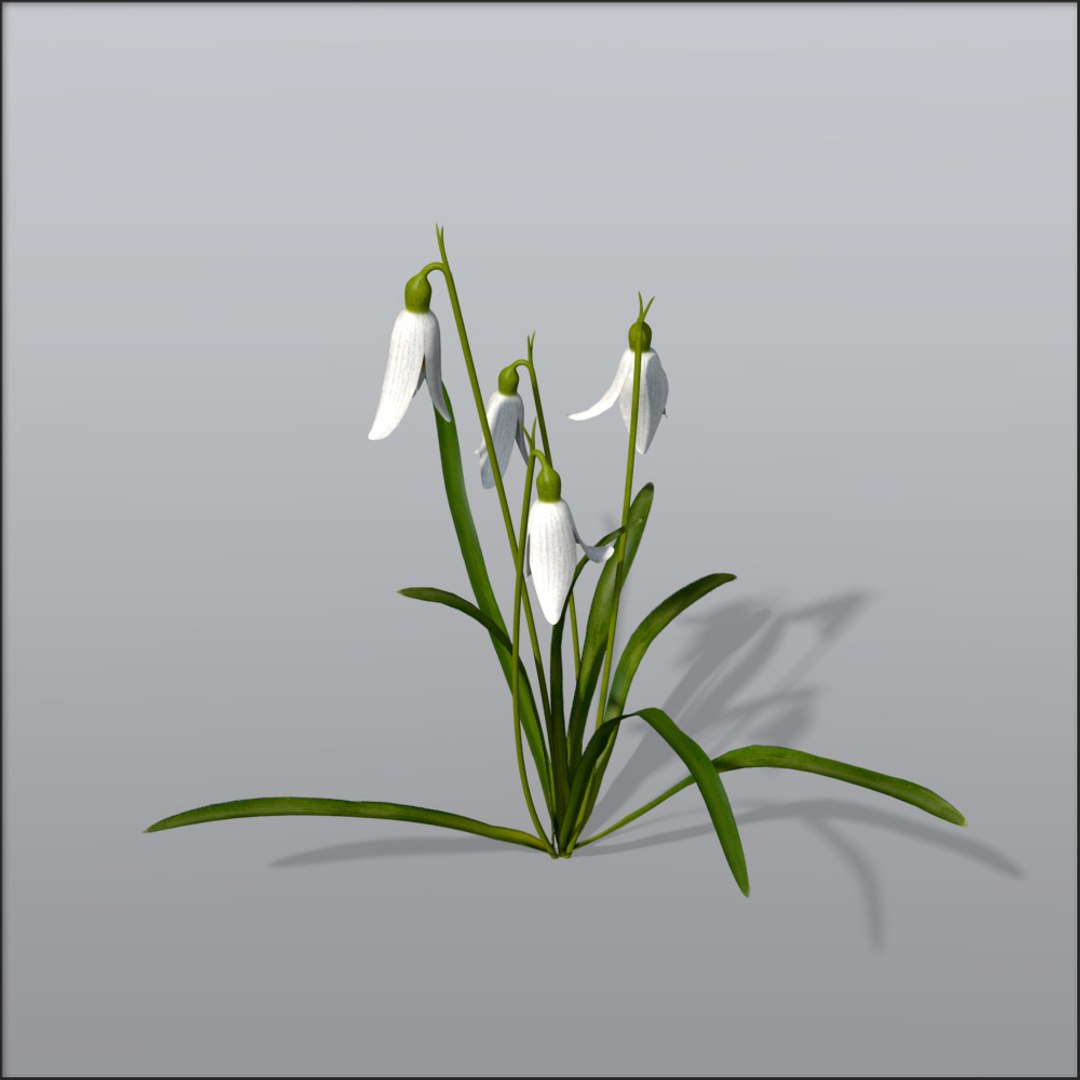 Snowdrop Winter Spring C4d
