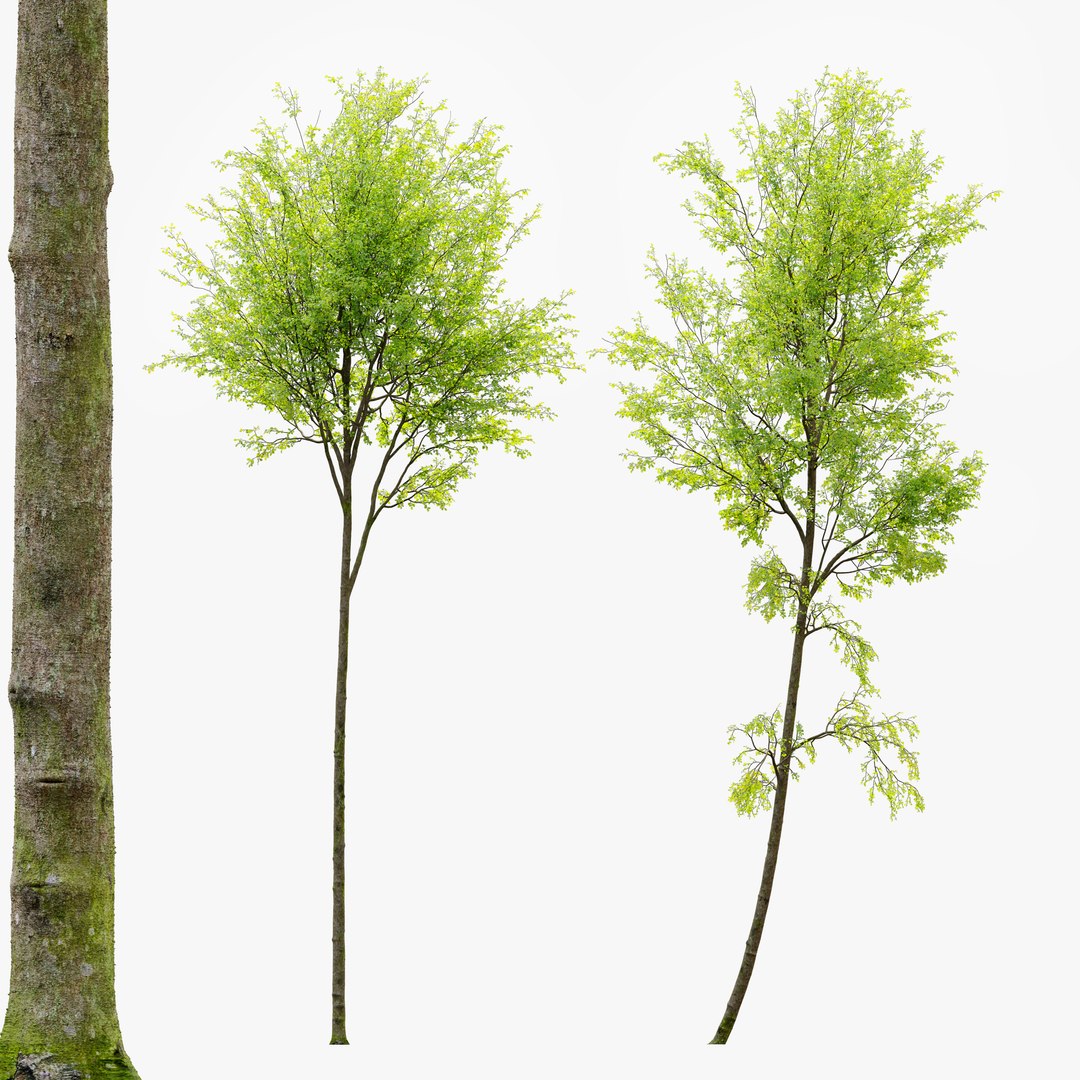 3D European Beech 2 Model - TurboSquid 1943962