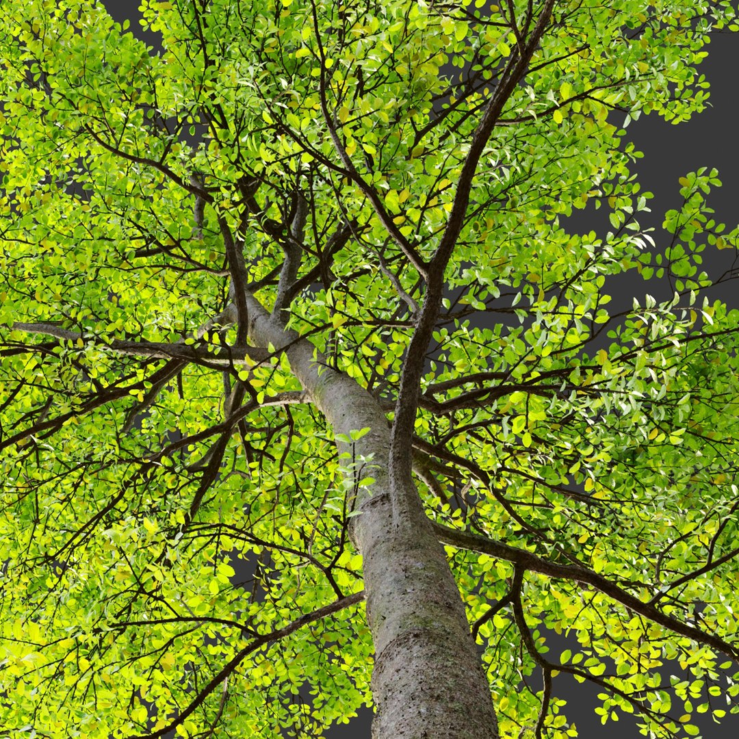 3D European Beech 2 Model - TurboSquid 1943962