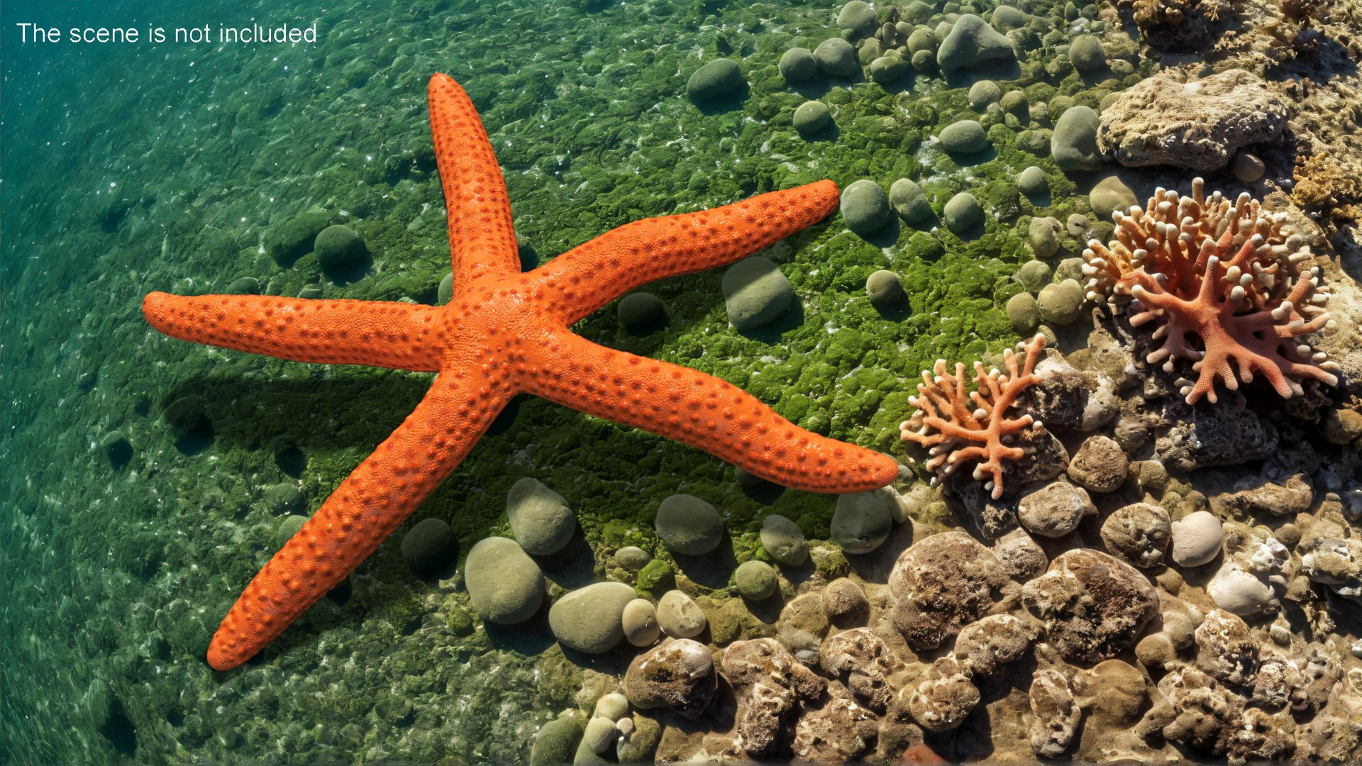 3D Red Starfish Lying Pose - TurboSquid 2223354