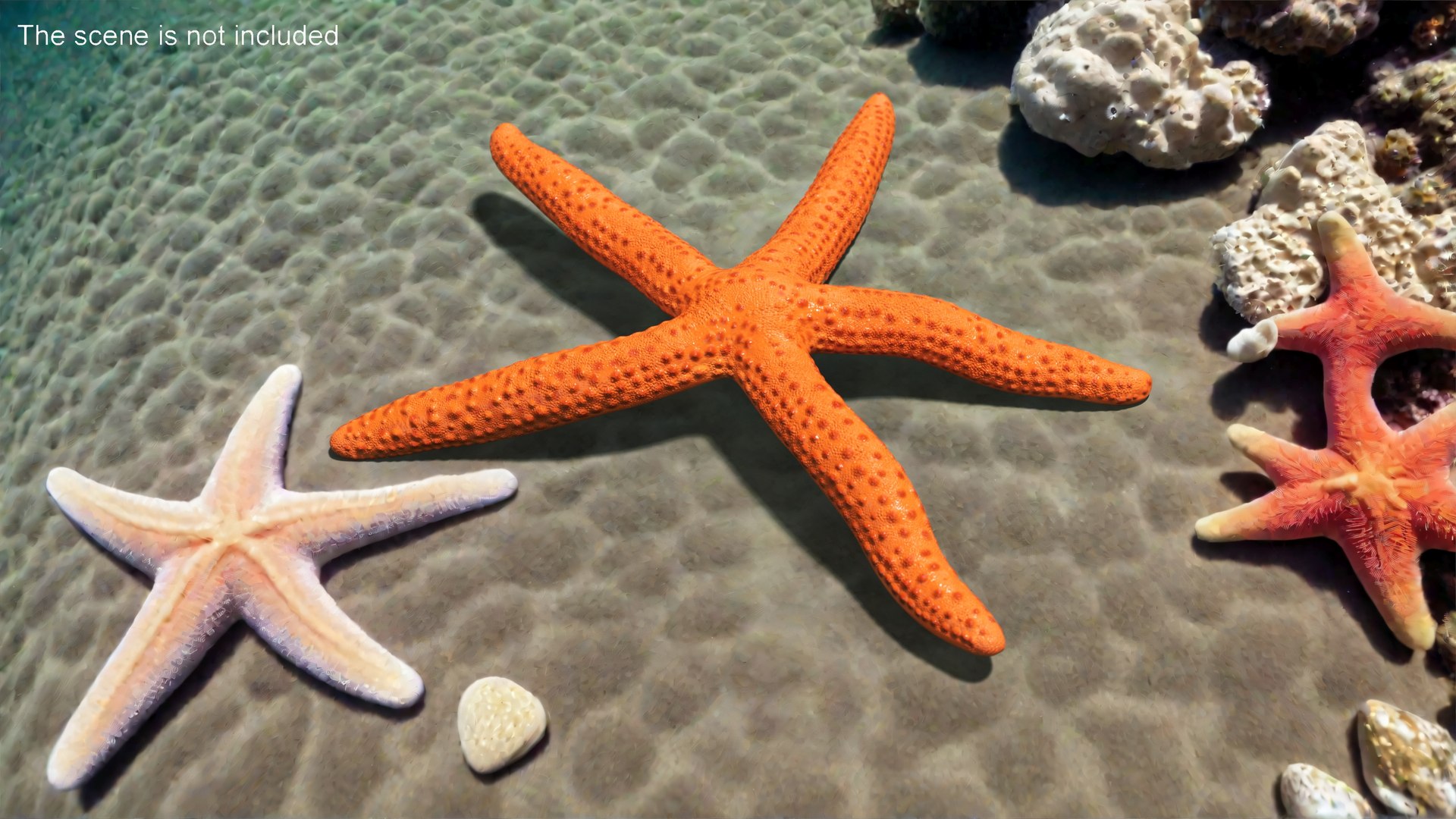 3D Red Starfish Lying Pose - TurboSquid 2223354