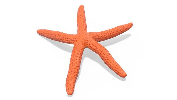modelo 3d Pose acostada de estrella de mar roja - TurboSquid 2223354