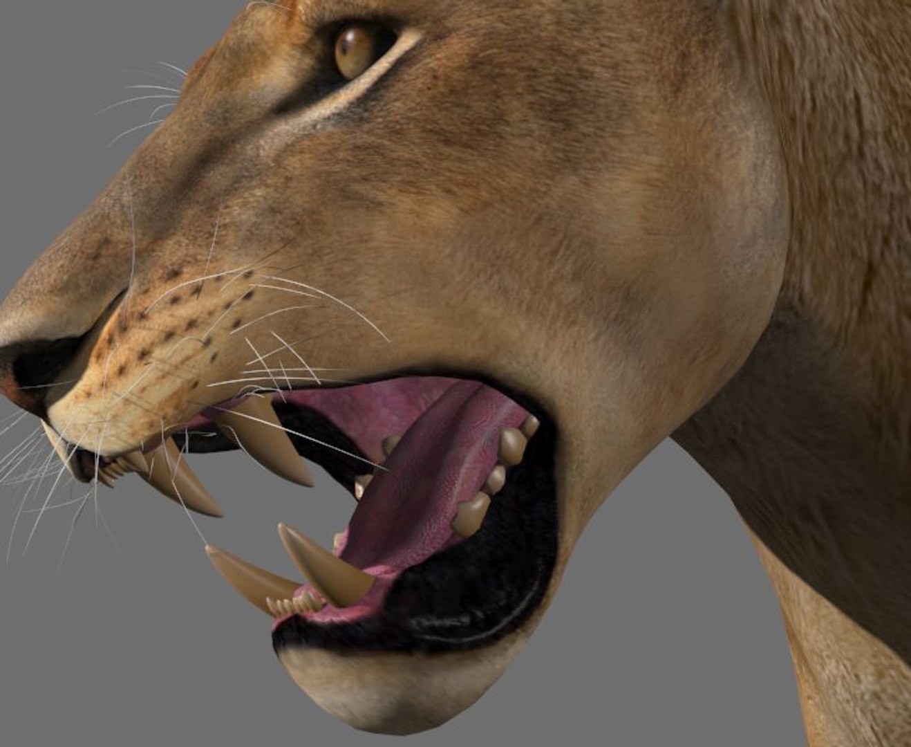 3d Model Lioness Fur