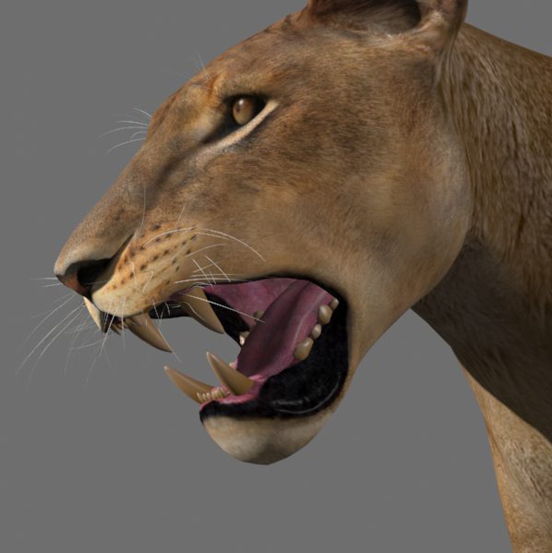 3d Model Lioness Fur