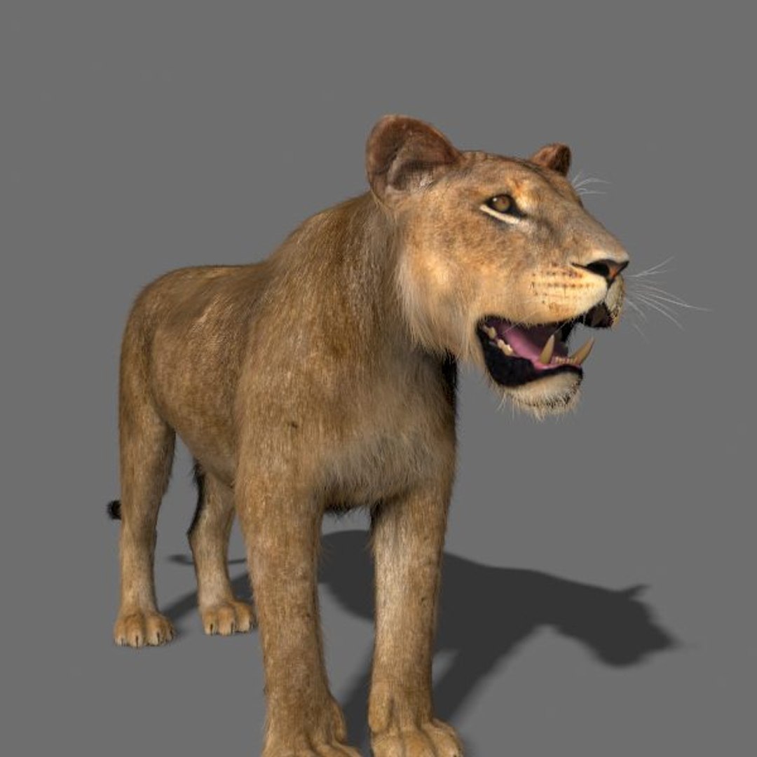 3d Model Lioness Fur
