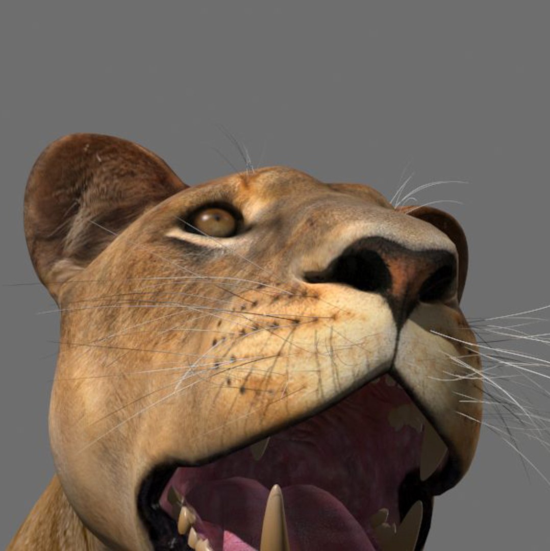 3d Model Lioness Fur