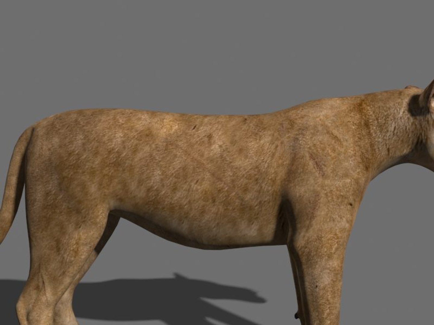 3d Model Lioness Fur