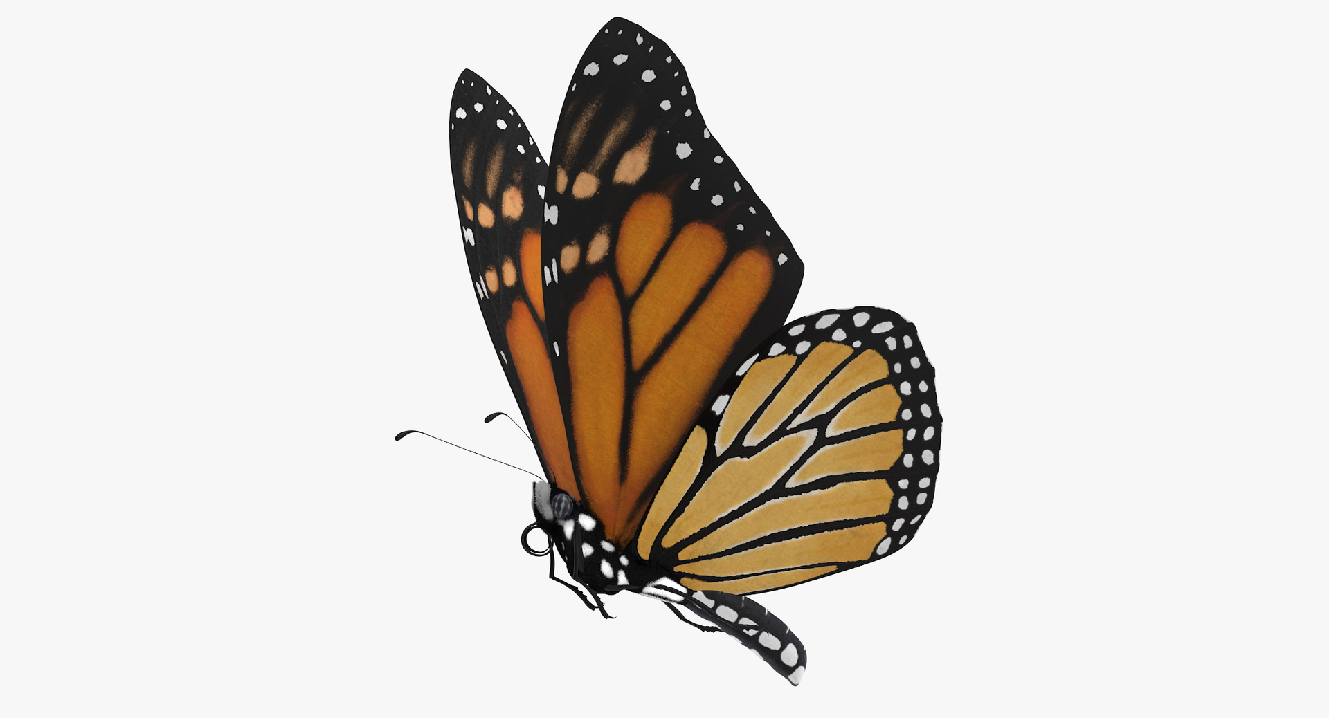 3d monarch butterfly flying