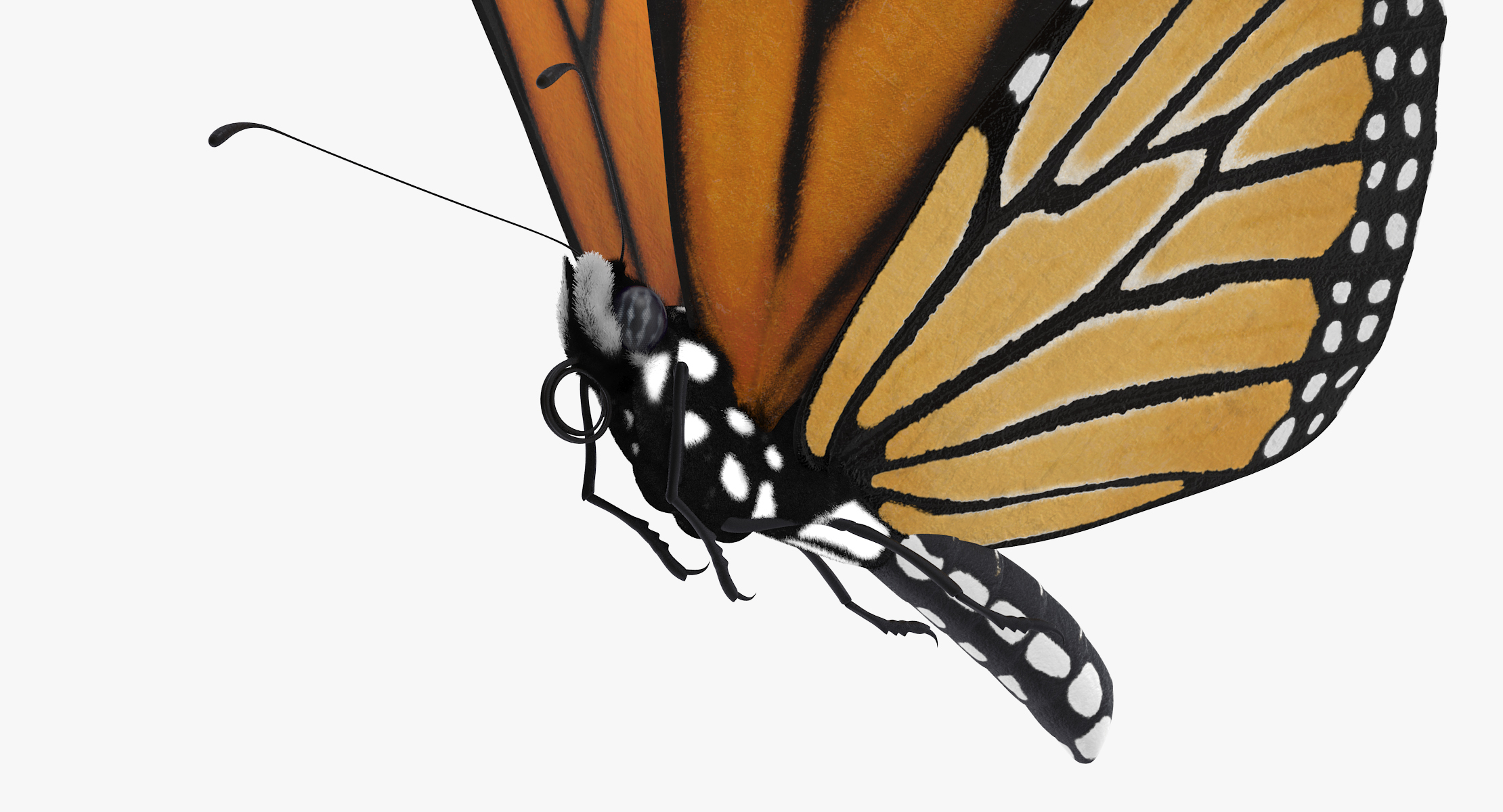 3d monarch butterfly flying