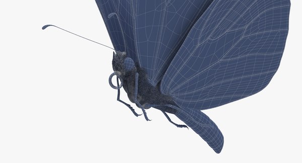 3d monarch butterfly flying