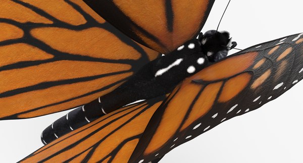 3d monarch butterfly flying