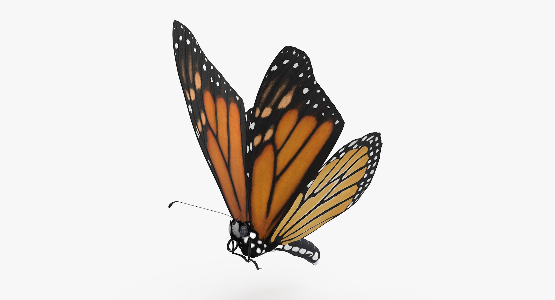 3d Monarch Butterfly Flying