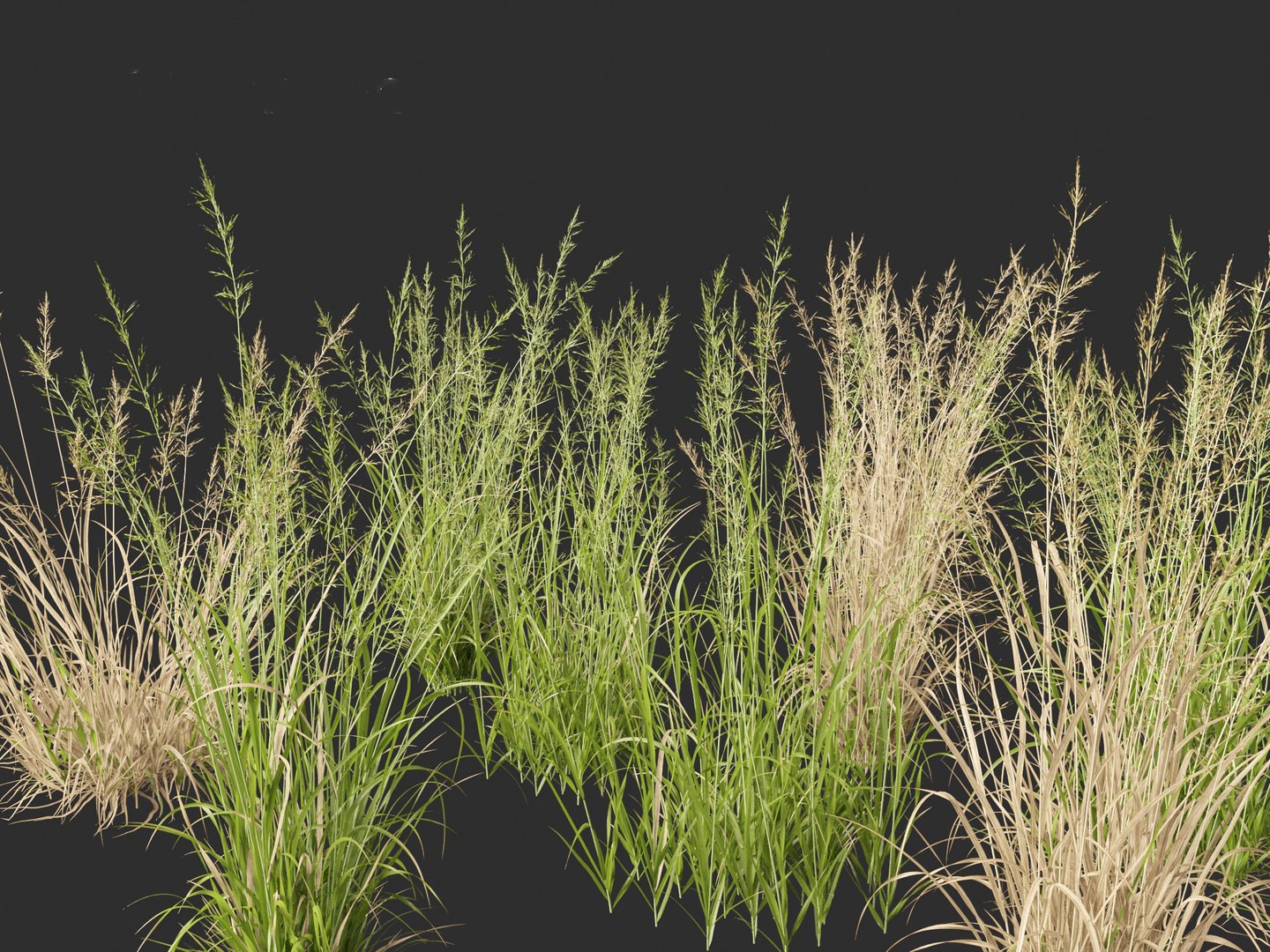 Arrhenatherum Elatius - False Oat-grass 01 Model - TurboSquid 2113564