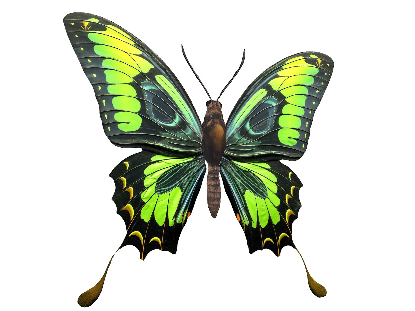 3D Butterflies Pack - TurboSquid 2151185