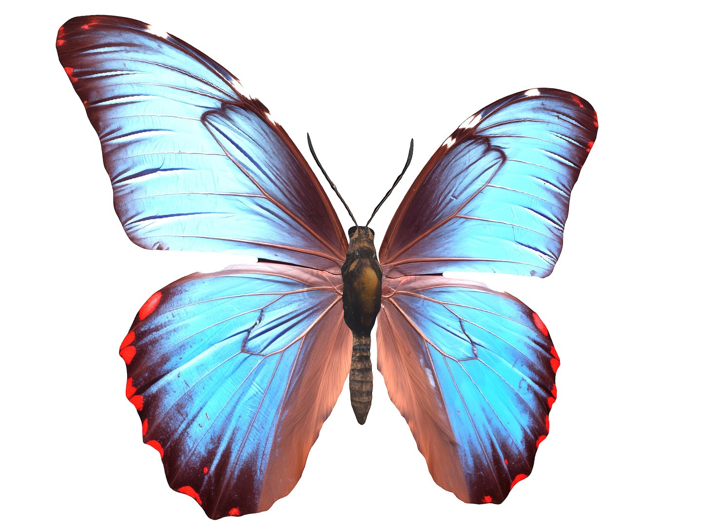 3D Butterflies Pack - TurboSquid 2151185