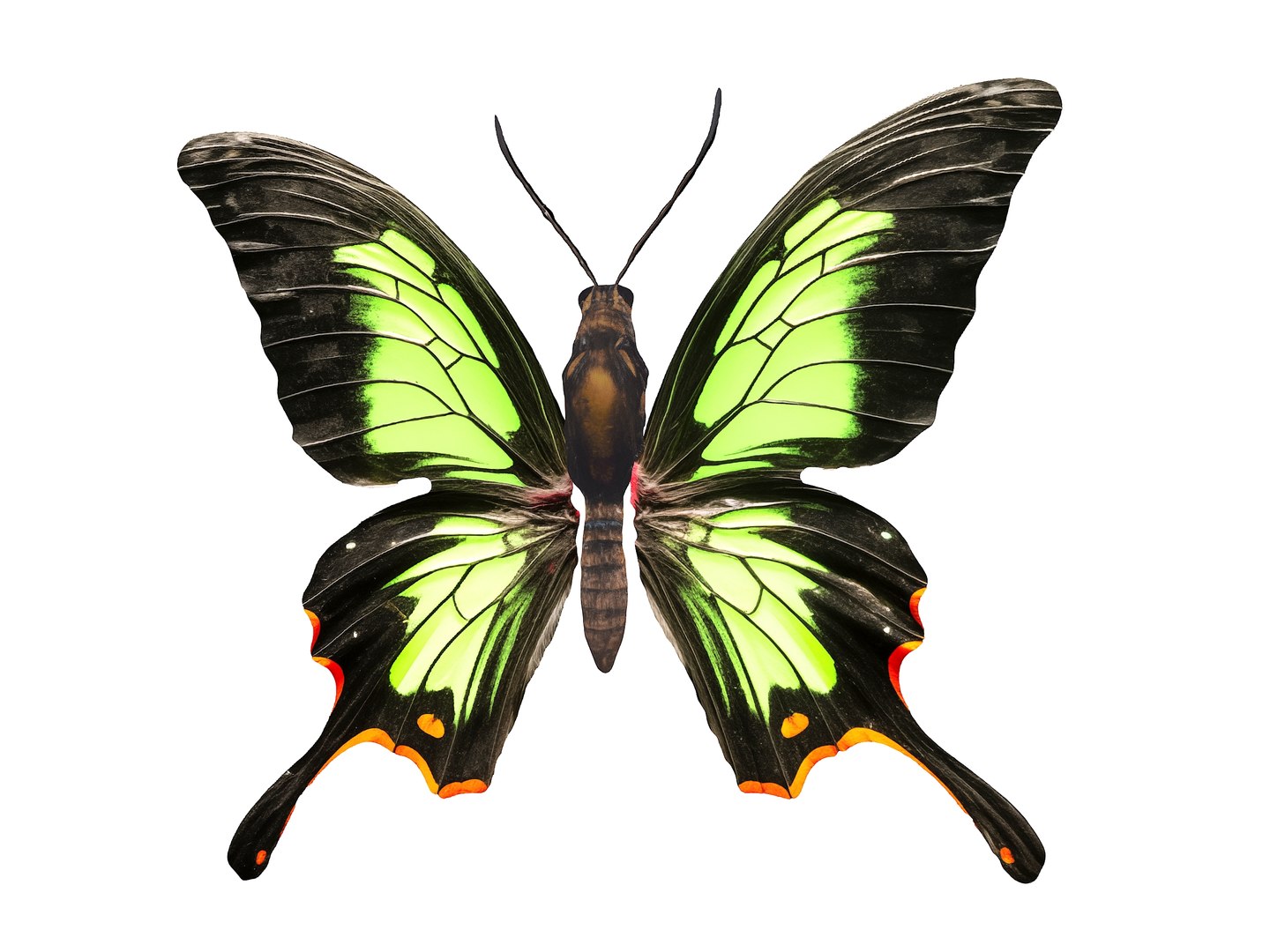 3D Butterflies Pack - TurboSquid 2151185